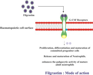 Filgrastim - Drugs Details