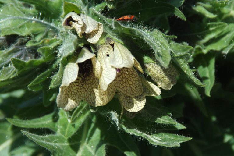 Hyoscyamine - Drugs Details